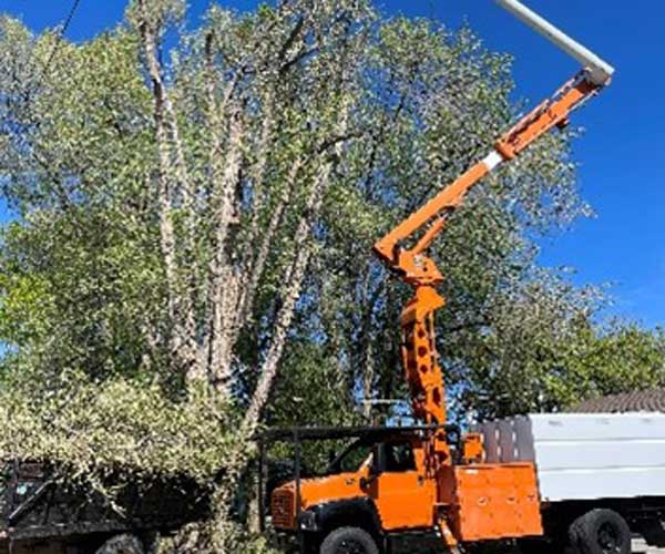 Home - Roberts And Sons Tree Service